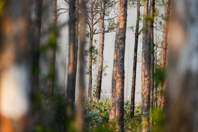 Martin County Fire Rescue crews work overnight to contain brush fires