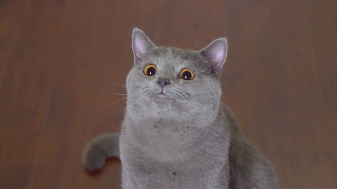 Cat spirals hilariously when owner leaves for school