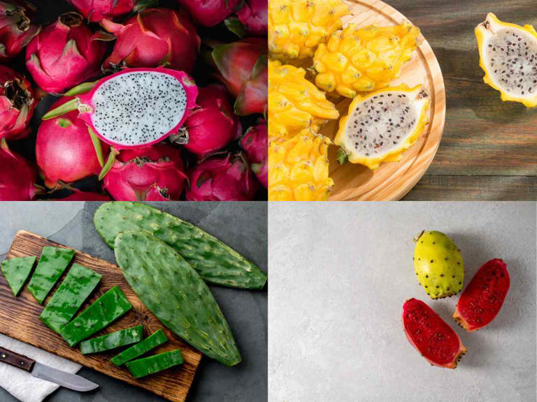 ¿Qué frutas dan los cactus? Conócelas todas