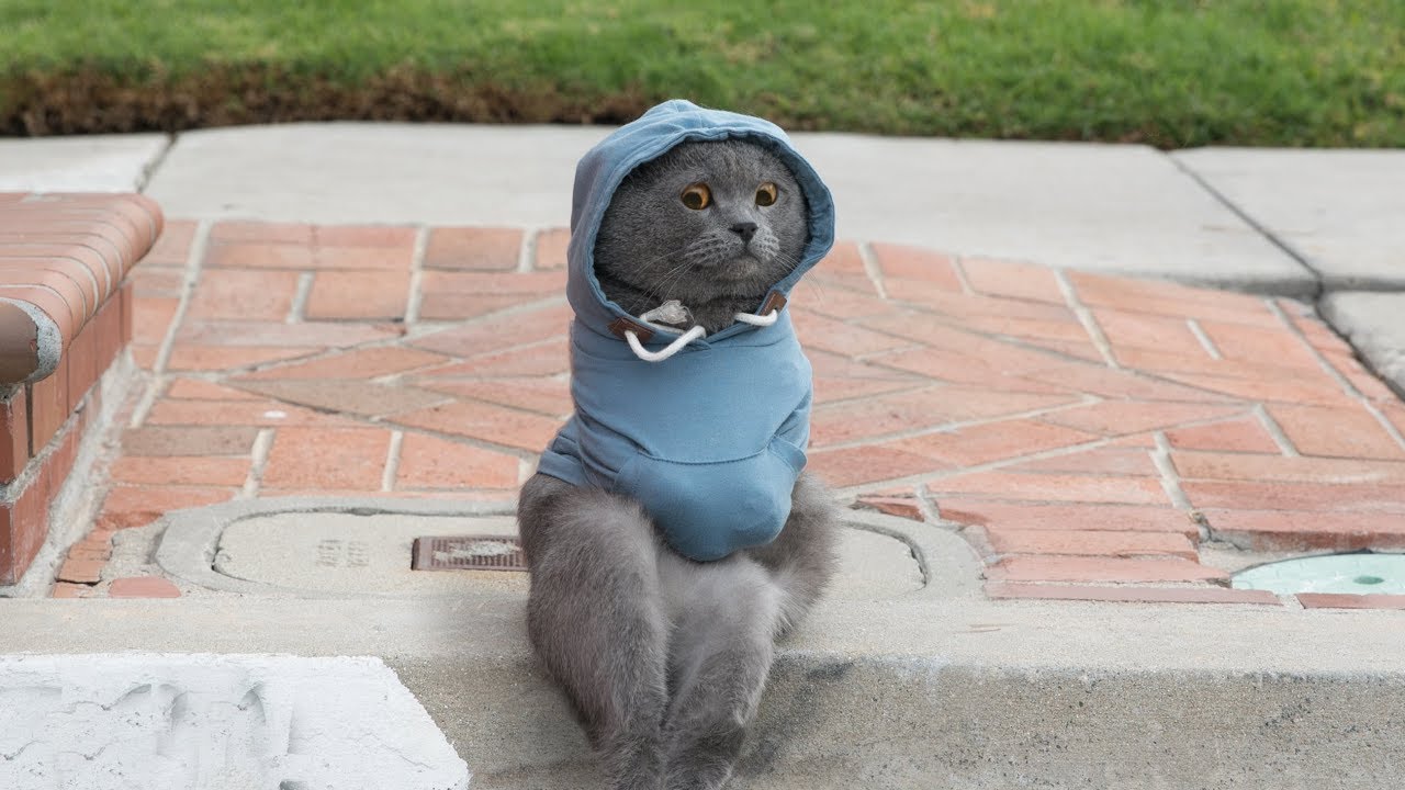 Cat spends a day in his feels in touching video