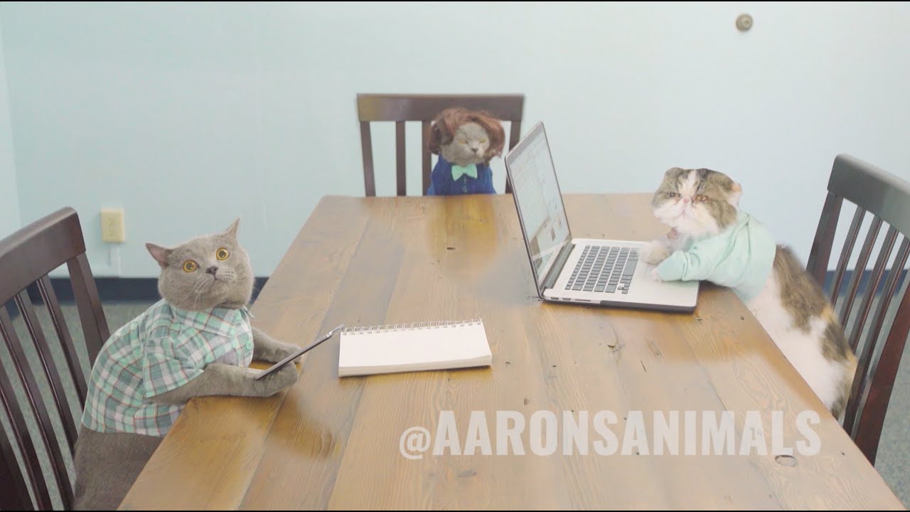 Cats accompany owner to work with surprising results