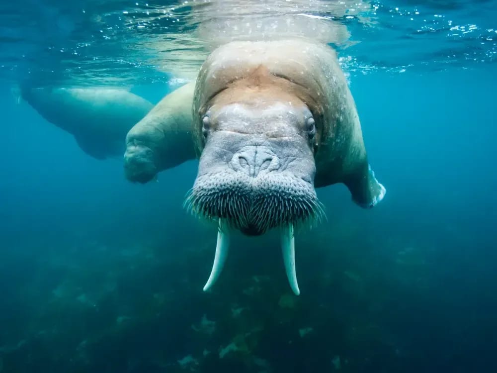 Walrus Token Breaks Out at Launch, Finds Place Among Top Crypto Gainers – SUI Rallies in Tandem ...