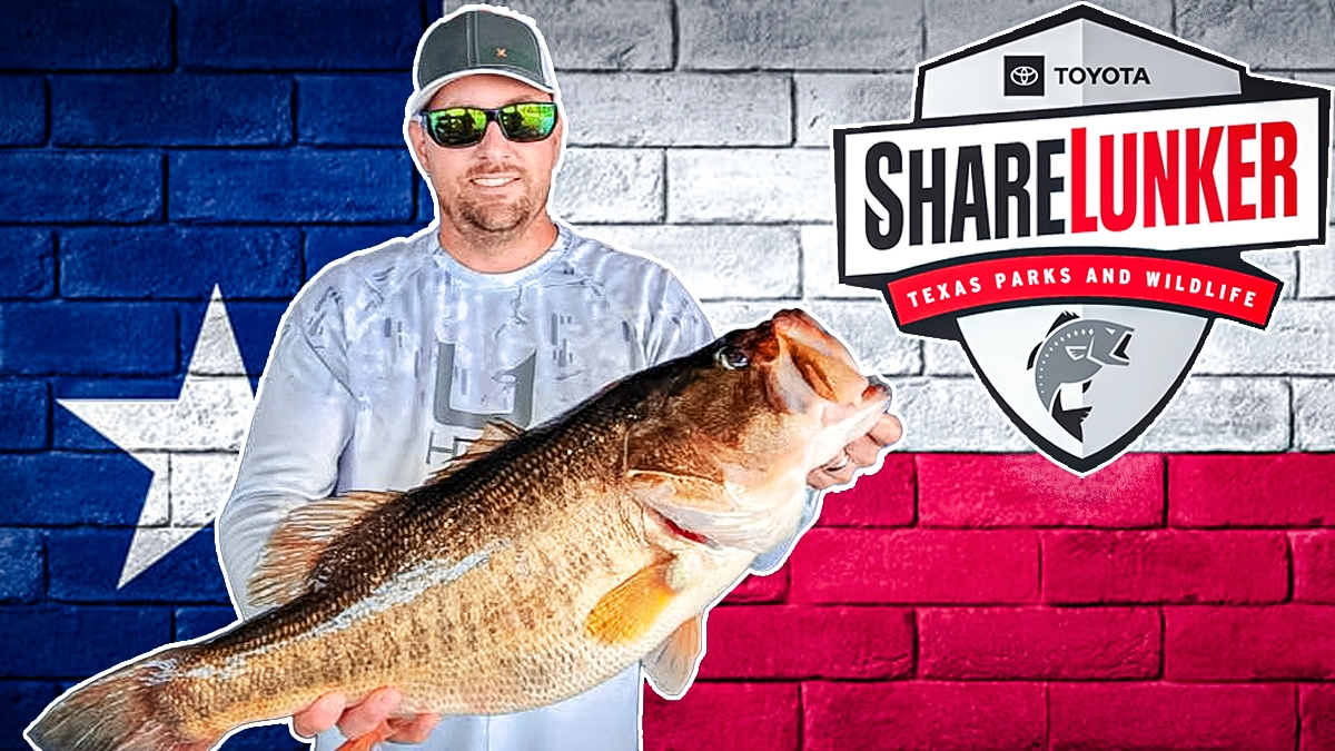 Texas Angler Pauses Tourney Fishing to Log ShareLunker Bass