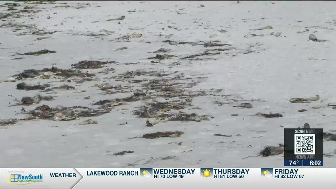 Bill would make FEMA funds available for red tide outbreaks