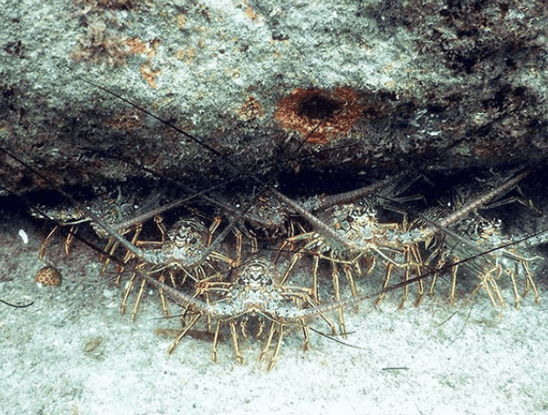 Spiny Lobster Season Ends April 1st In Florida Waters