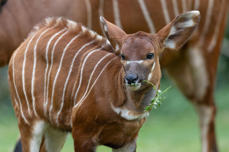 Dublin Zoo welcomes critically endangered bongo baby in 'rare' birth