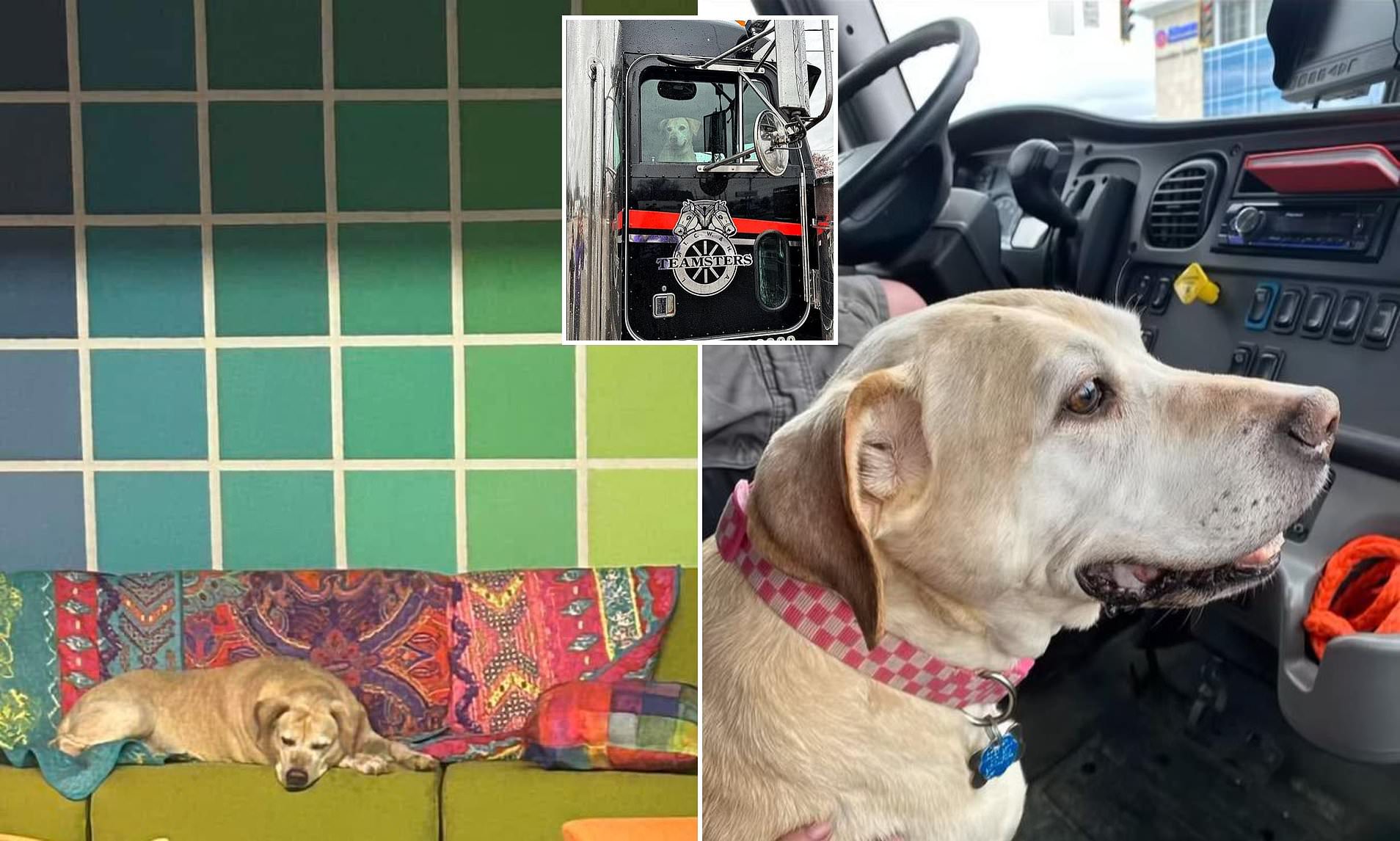 Kind truckers help dying dog spend final days doing favorite activity