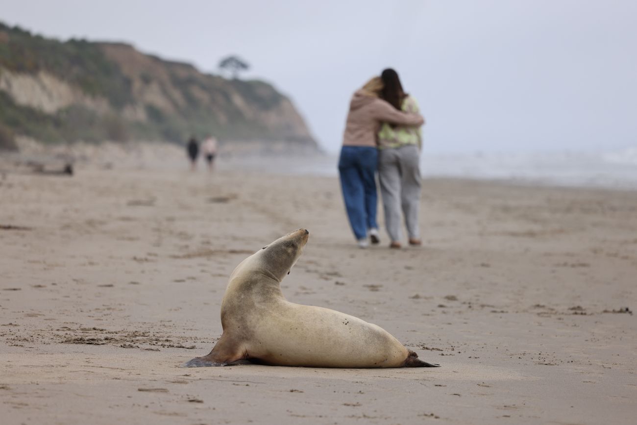 Sea Lion Bites Surfer Amid One of the Worst Outbreaks of Domoic Acid ...