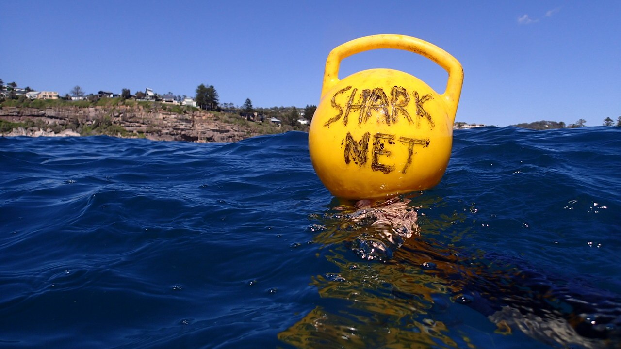 Shark nets to be removed early in NSW due to increased turtle migration