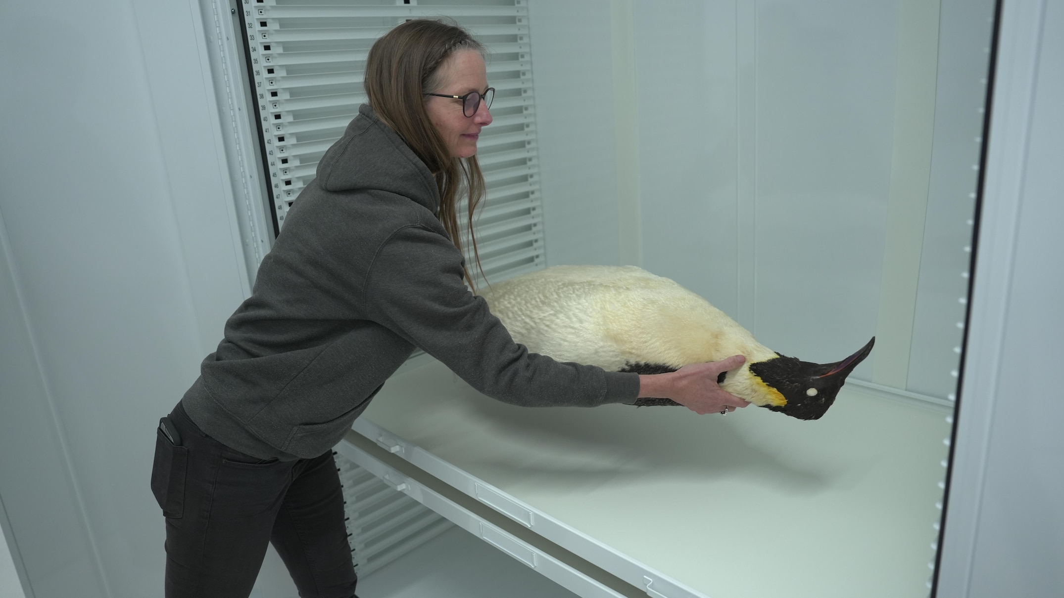 Frozen penguin among millions of specimens moved to new home at CSIRO's ...