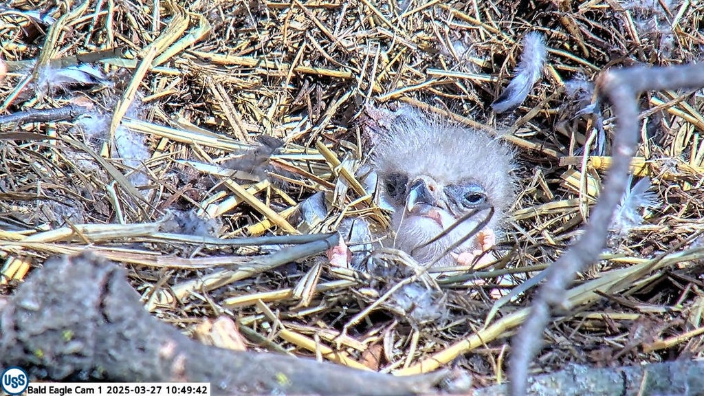 First baby eagle hatches at Pittsburgh's U.S. Steel Irvin Plant bald ...