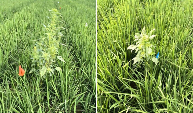 Even small amounts of Palmer amaranth threaten furrow-irrigated rice ...