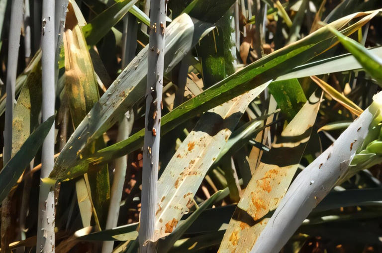 Discovery reveals key molecular event that boosts wheat's defense ...