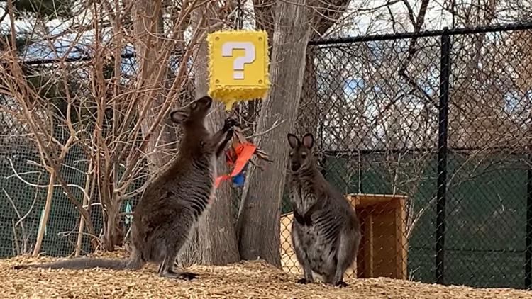 Denver Zoo holds adorable gender reveal for baby wallaby