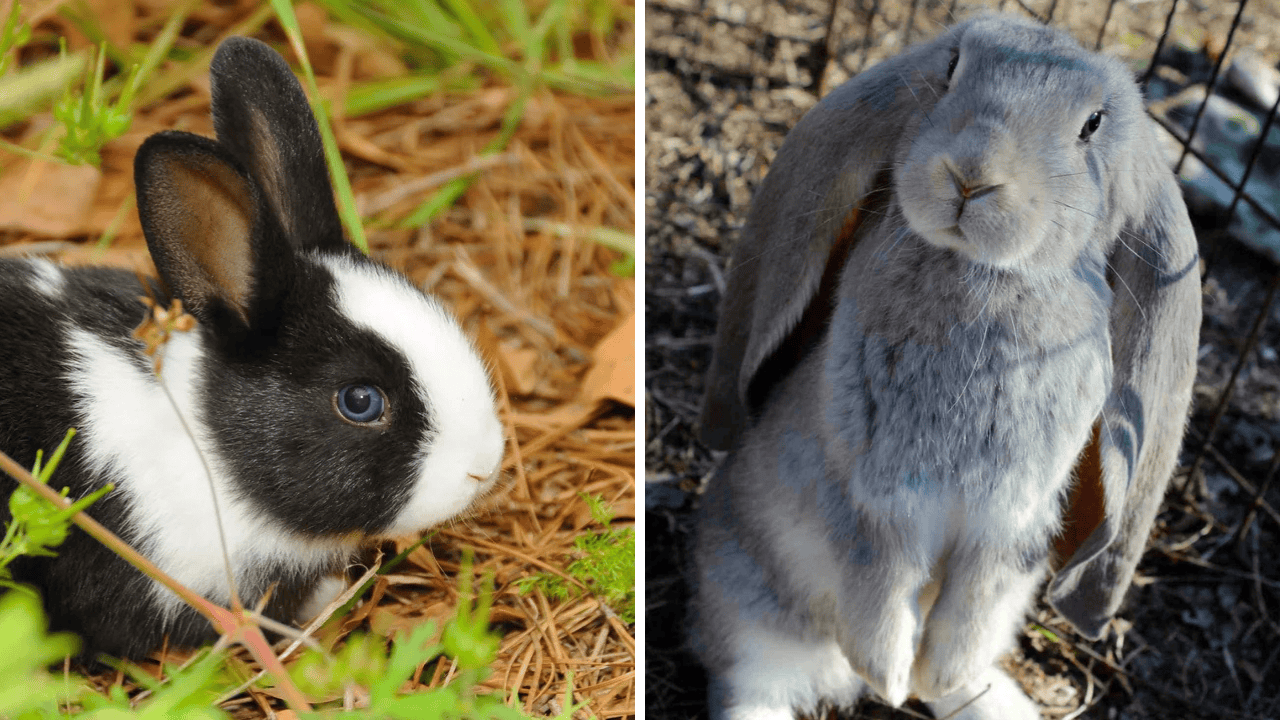 20 Beloved Rabbit Breeds
