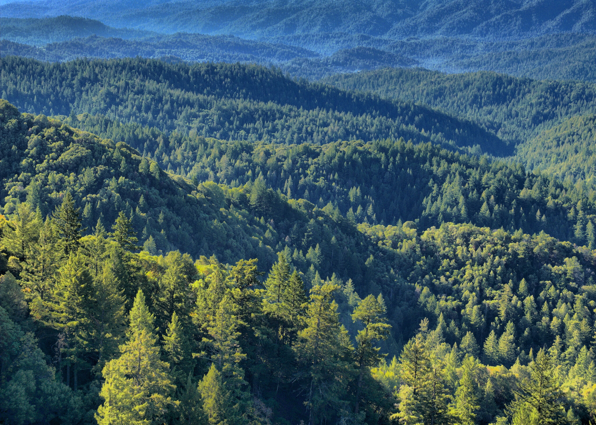 Bodies found in abandoned car in Santa Cruz Mountains being ...