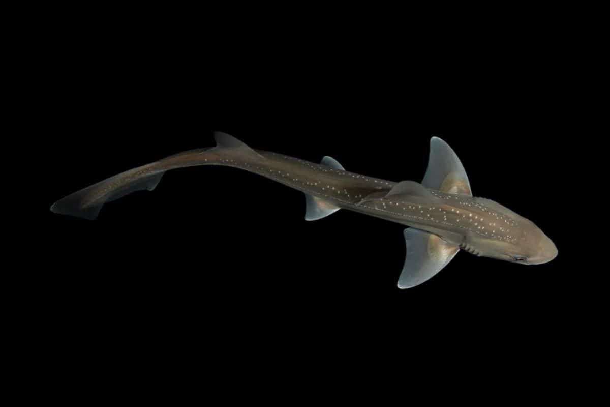 Sharks Were Supposed to Be Silent — Then Scientists Heard This!