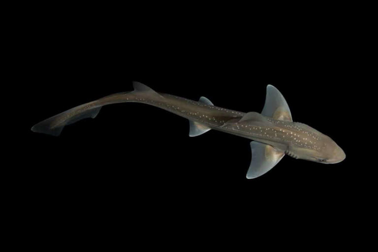 Sharks Were Supposed to Be Silent — Then Scientists Heard This!