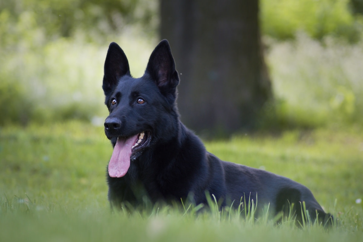 German Shepherd Bravely Protects Family From 'Evil Cucumber'