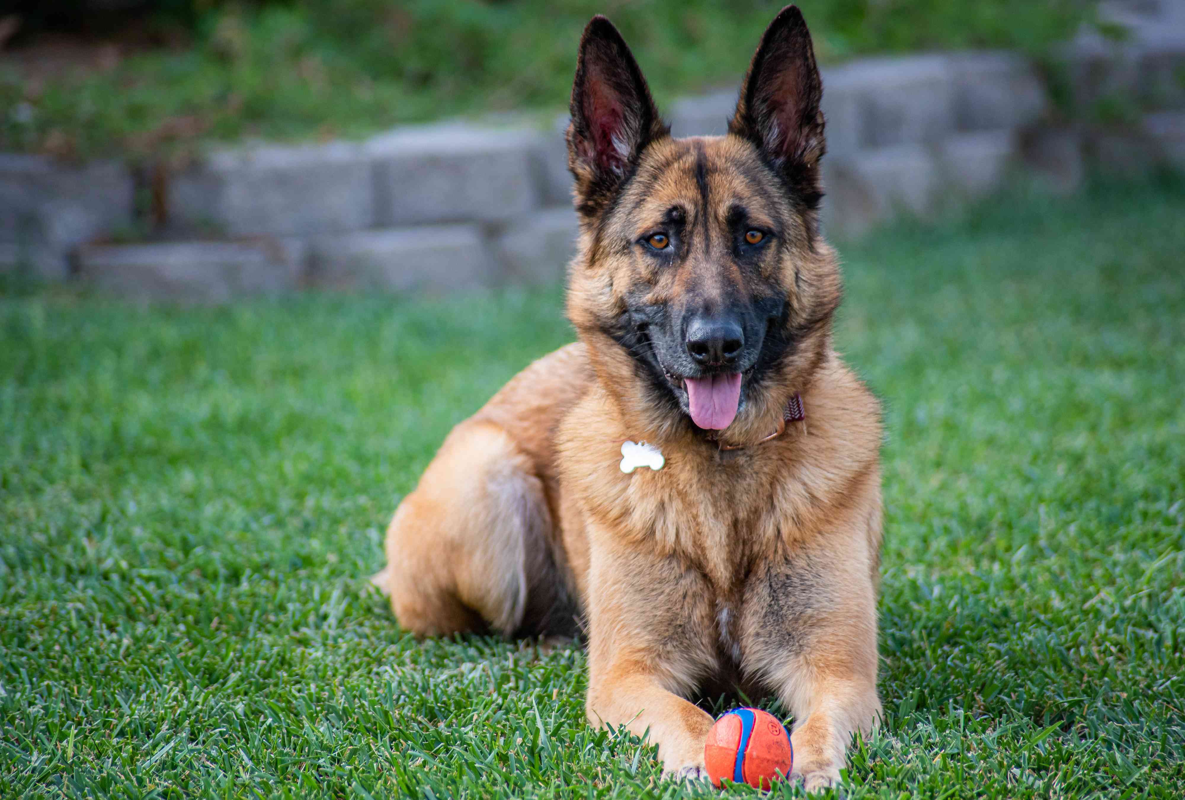 425 Best German Shepherd Names You'll Love for Your Loyal Protector