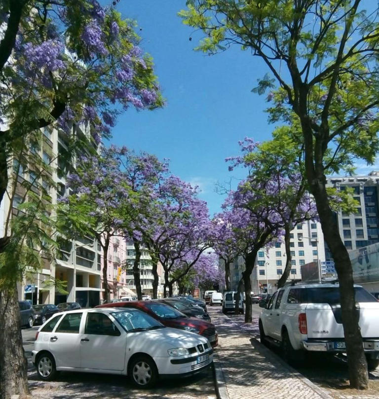 Relatório mostra que PS recusou abater jacarandás