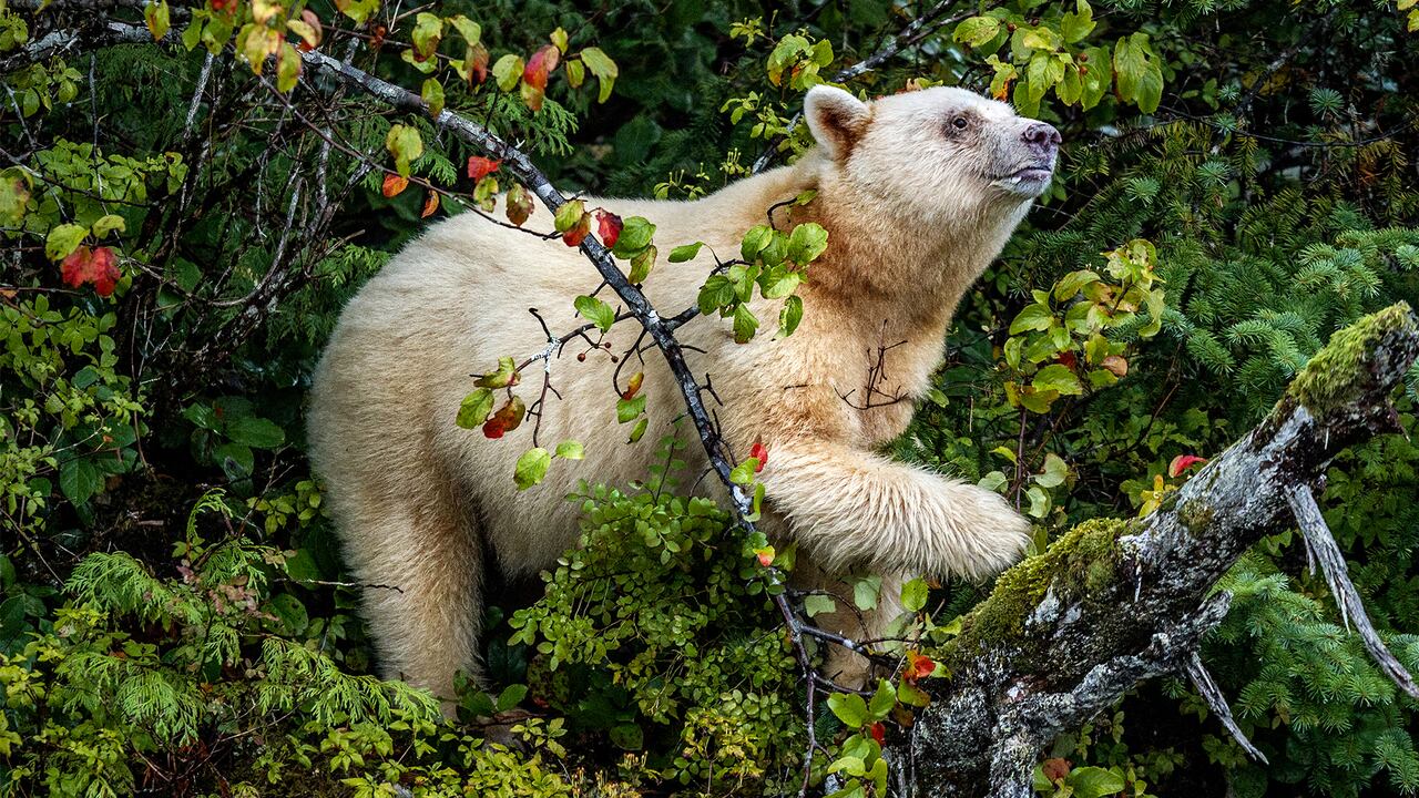 #TheMoment B.C.'s elusive spirit bear emerged for a close-up photo shoot