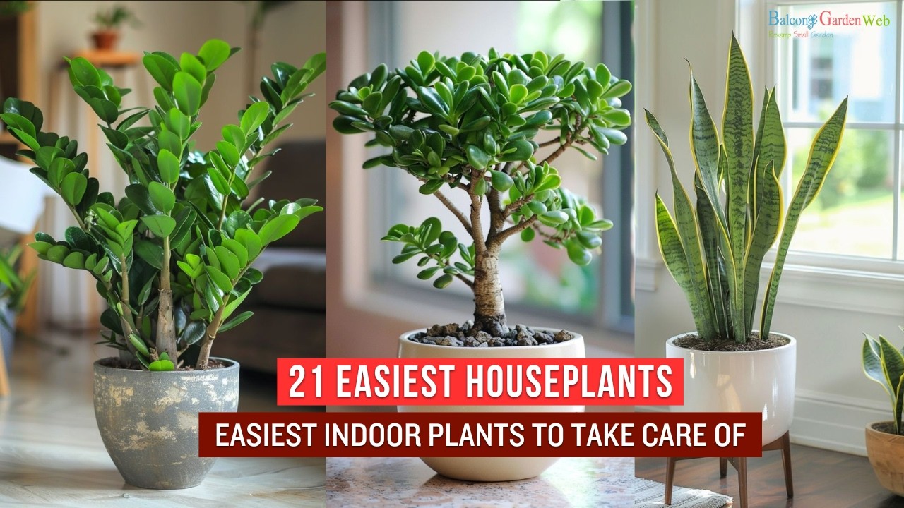 21 Easiest Houseplants ¦¦ Easiest Indoor Plants to Take Care Of