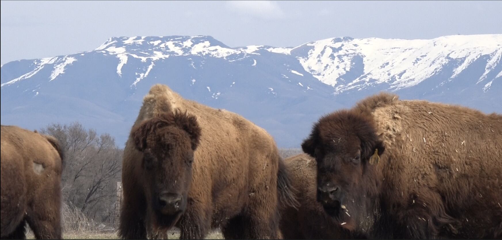 American bison raised as livestock in Idaho