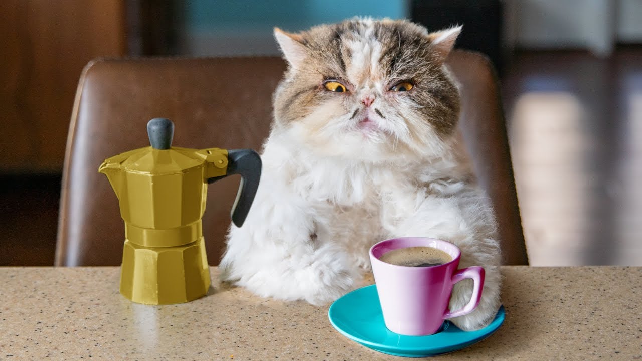 Cat tries coffee for the first time in amusing video