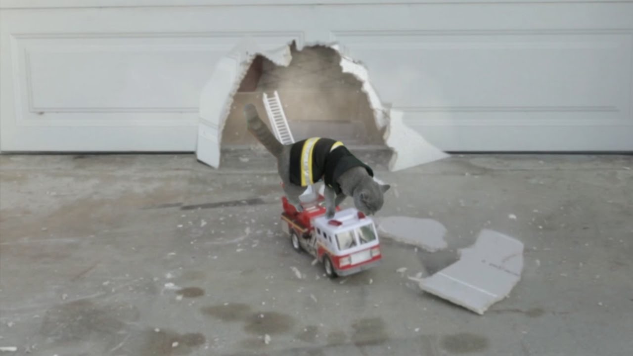 Cat tries to save another feline in dramatic moment