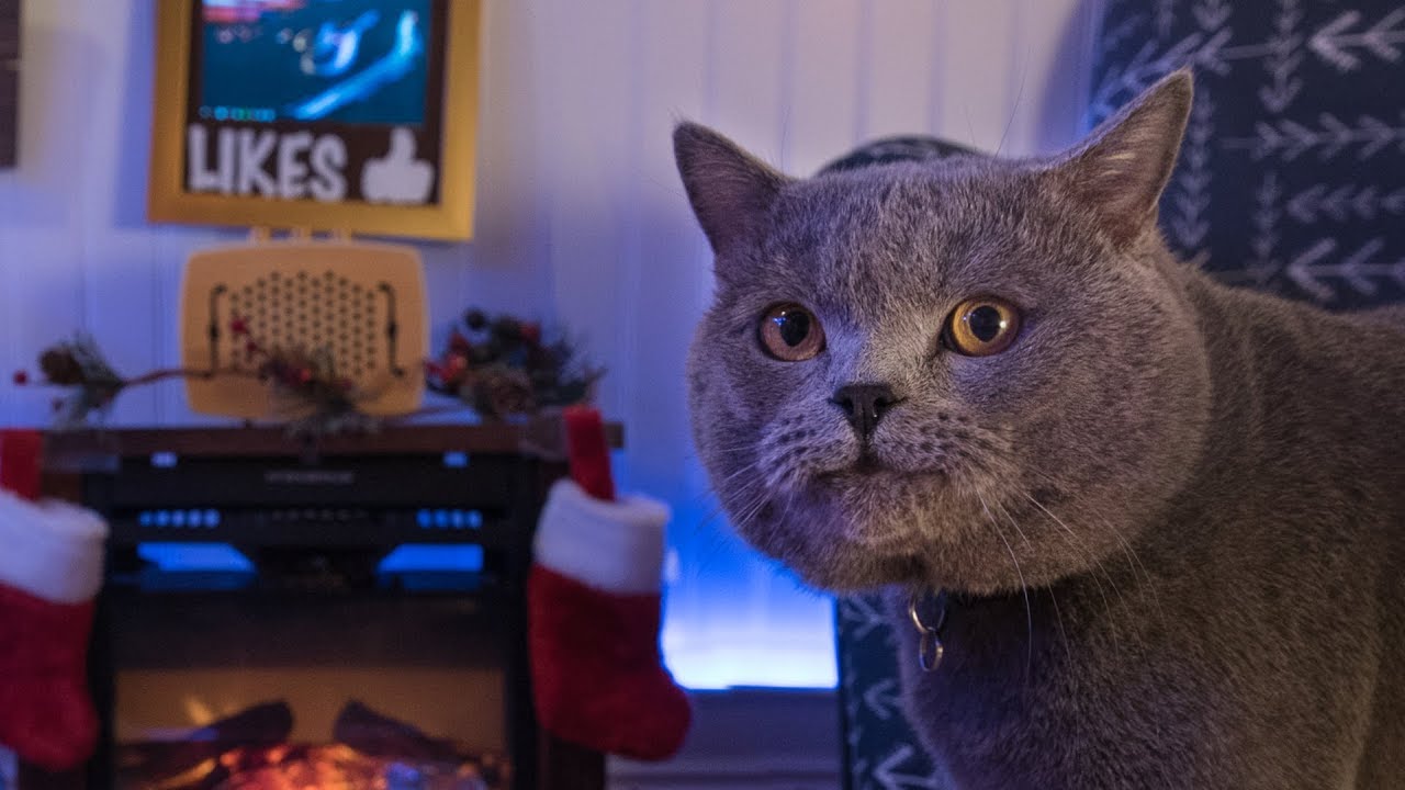 Learn how to start a popular live stream for your pets