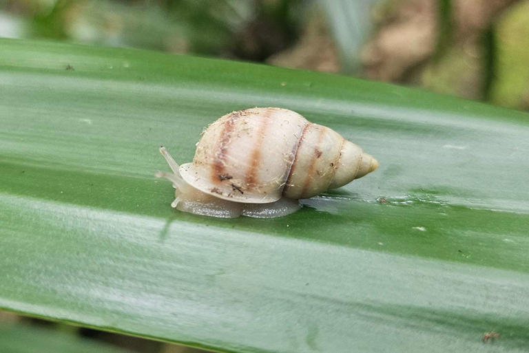 Rare Creature Declared Extinct Returns to Wild as Critically Endangered ...