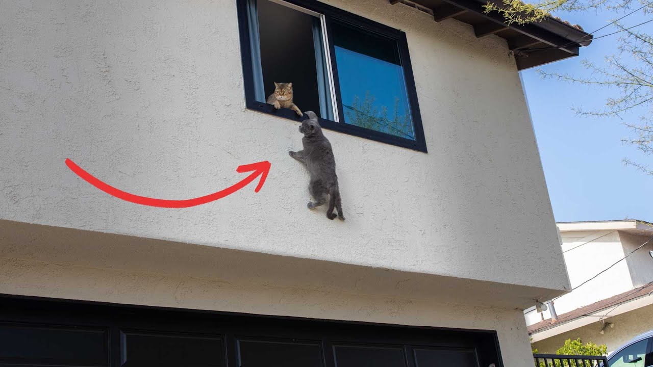 Romeo and Juliet get a Cat edition sequel