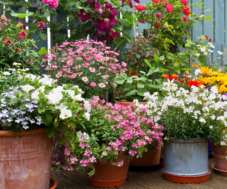 5 portable garden ideas for renters: beautiful planting schemes you can ...
