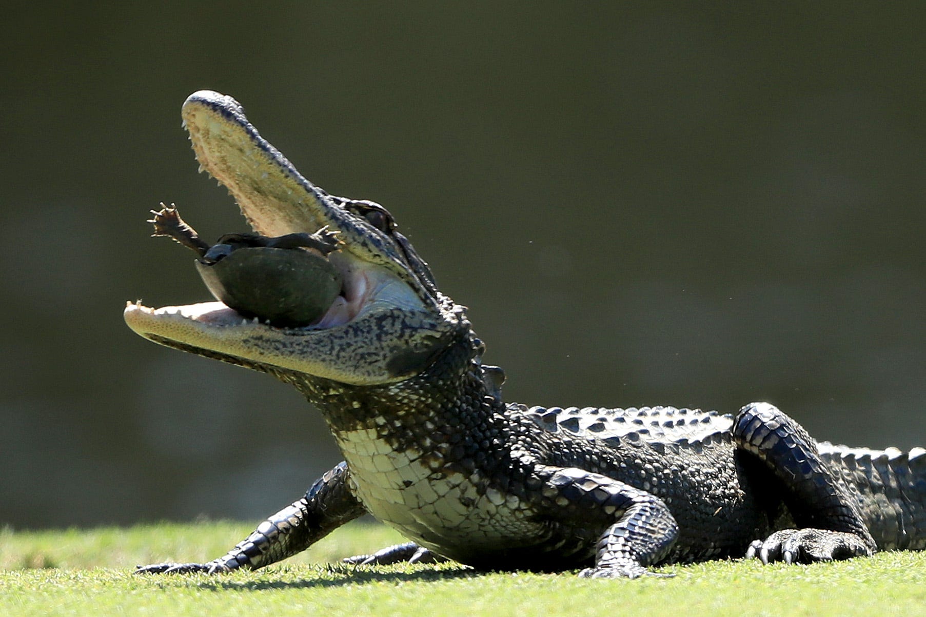 Spring is in the air and Florida alligators are looking for love. What ...