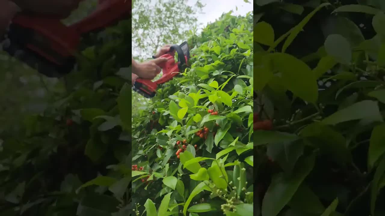 Father Son DIY: Hedge Trimming Project