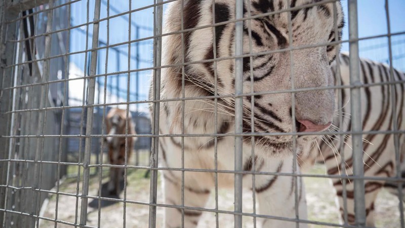McLaren defends circus practices amid animal rights protests