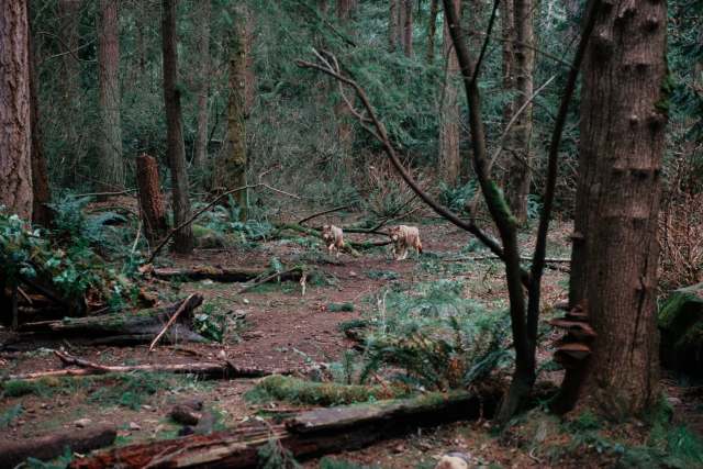 Officials sound alarm after documenting a string of unprovoked wild ...