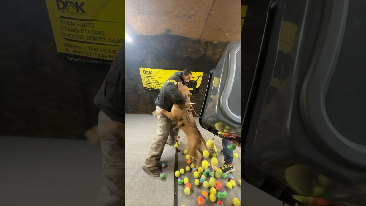 Teaching dogs to stay disciplined during distractions