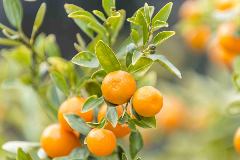 8 Fast-Growing Fruit Trees That Are Worth Planting