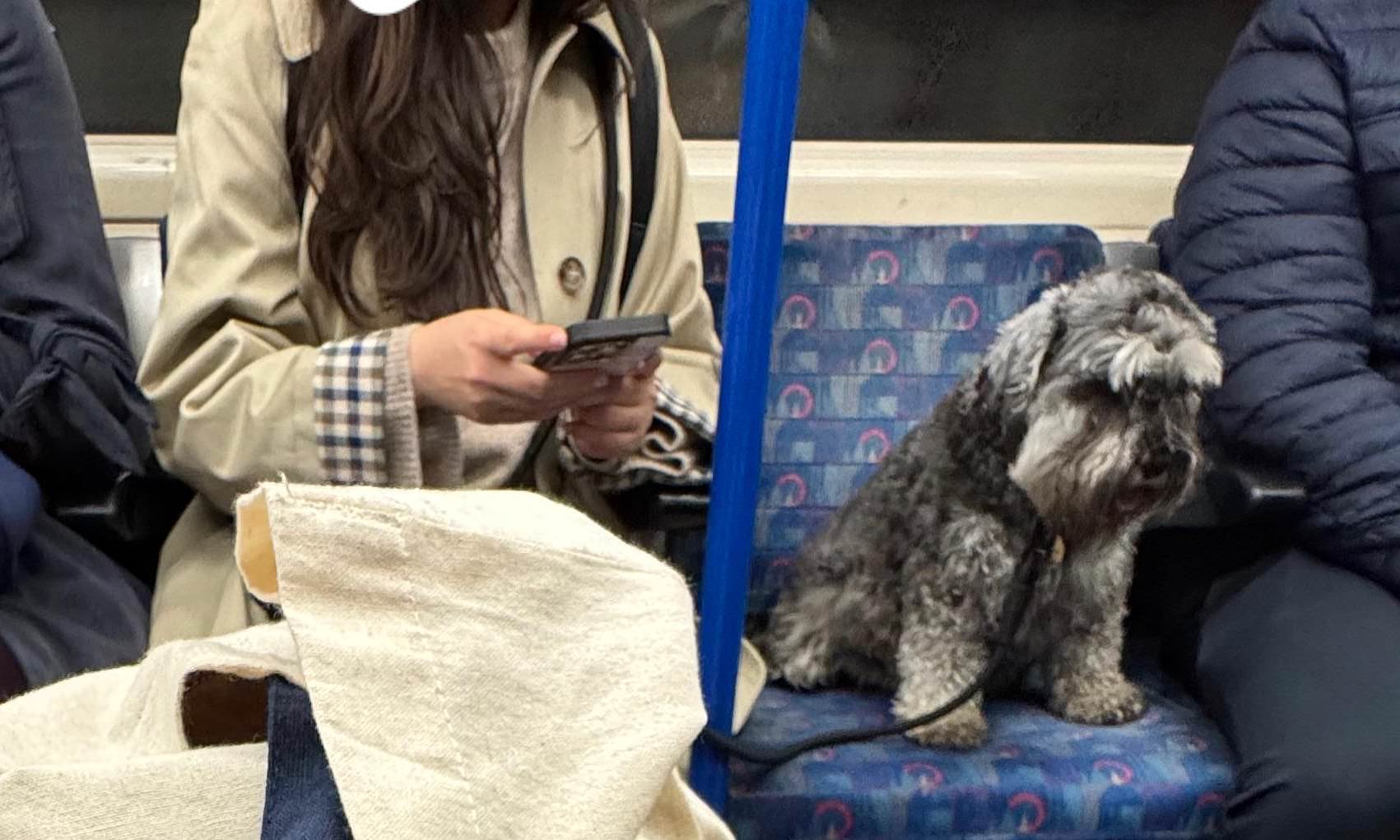 Rude woman slammed for giving her pooch a seat on a packed London tube