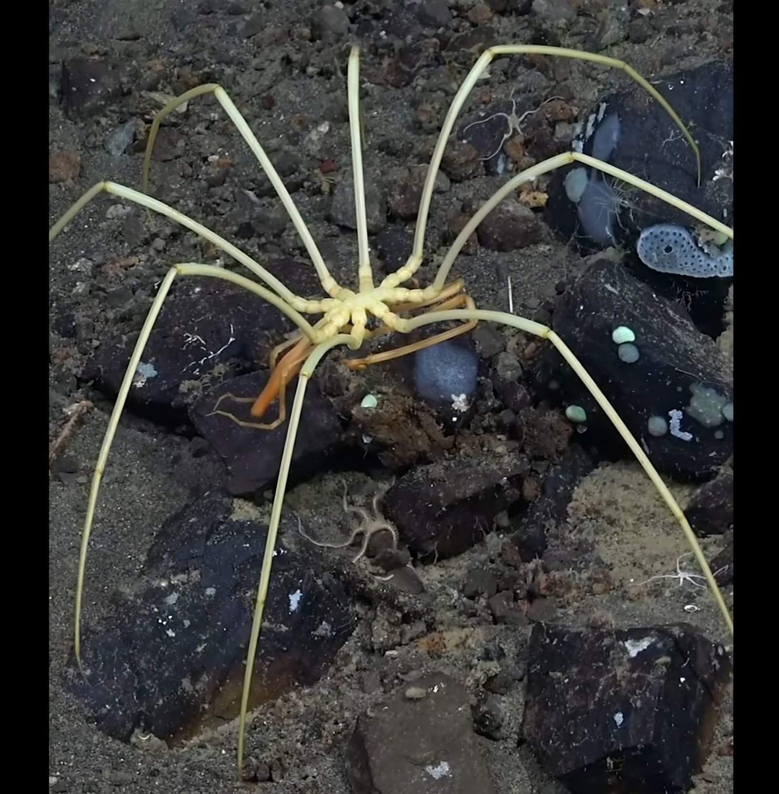A giant spider filmed in the depths of Antarctica 🕷️