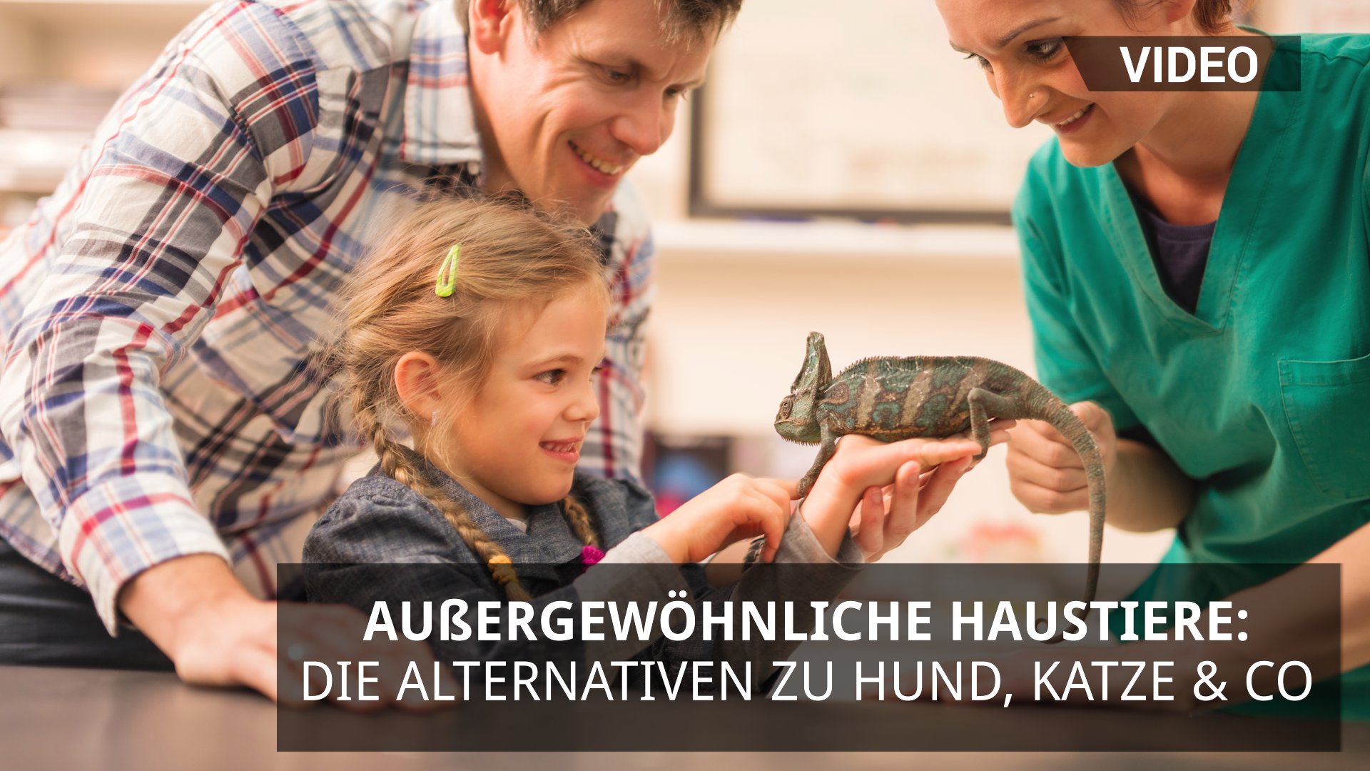 Profi-Agility für wenig Geld: Das können die Fressnapf-Hürden wirklich