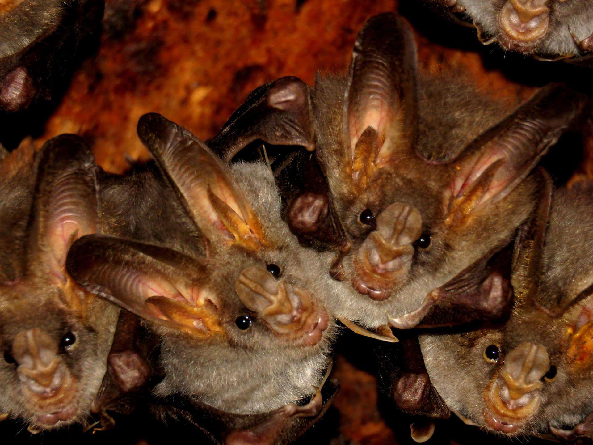 Why America’s Biggest Bat Colony Could Collapse Why America’s Biggest Bat Colony Could Collapse