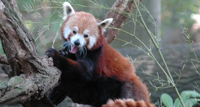 Where to See Red Pandas in India: Best National Parks
