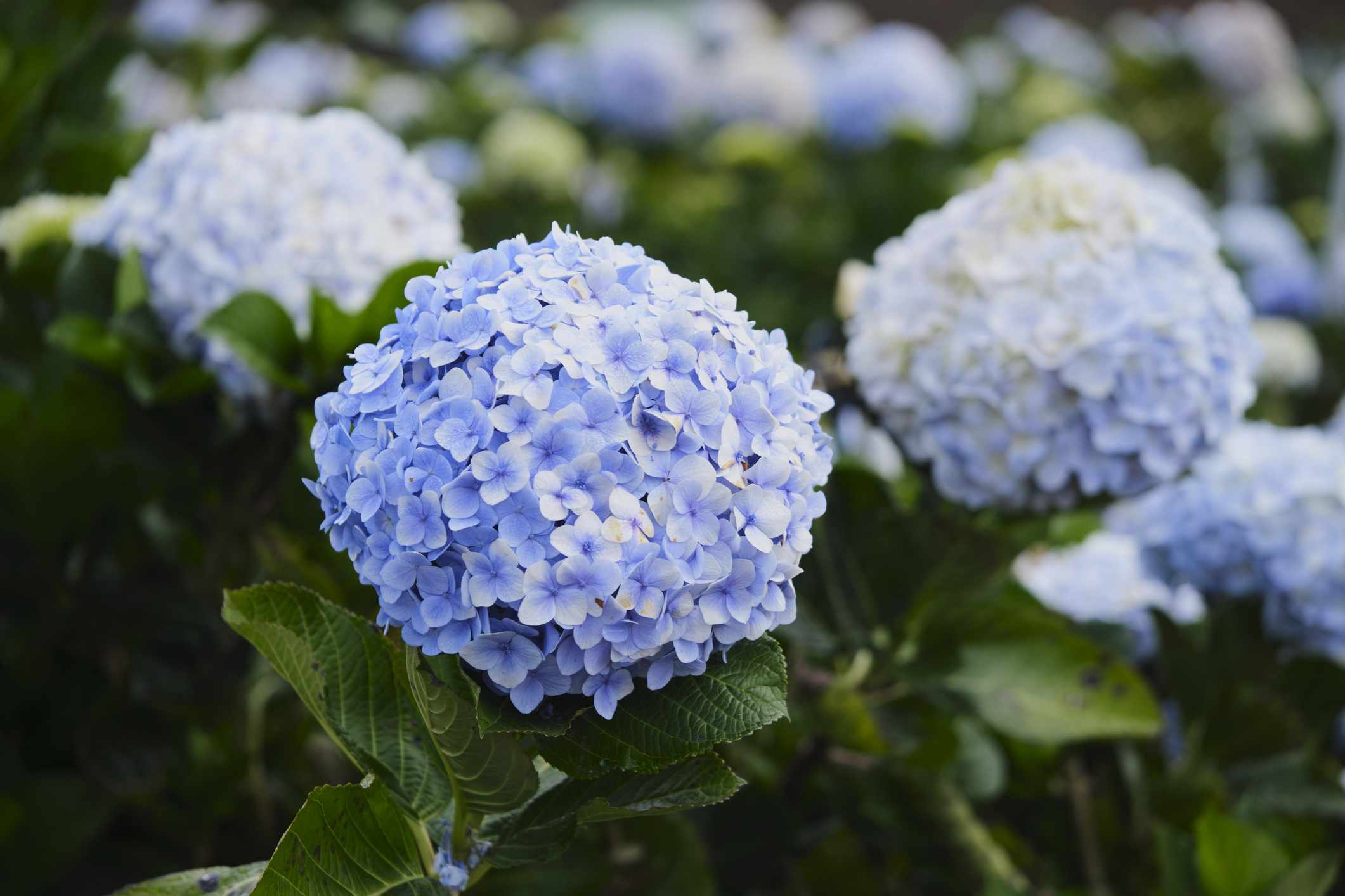 How to Grow and Care for Bigleaf Hydrangeas for Better Blooms This Summer