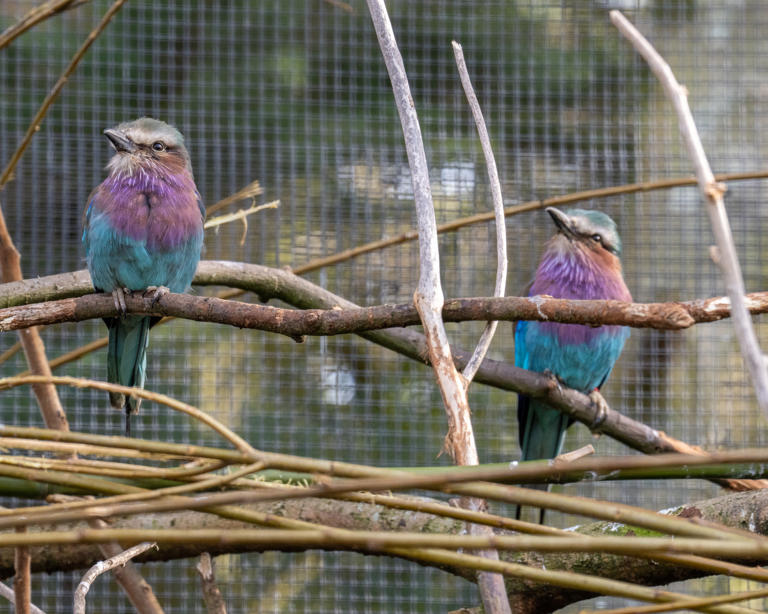 African lilac-breasted roller bird brought in to Blackpool Zoo to mate