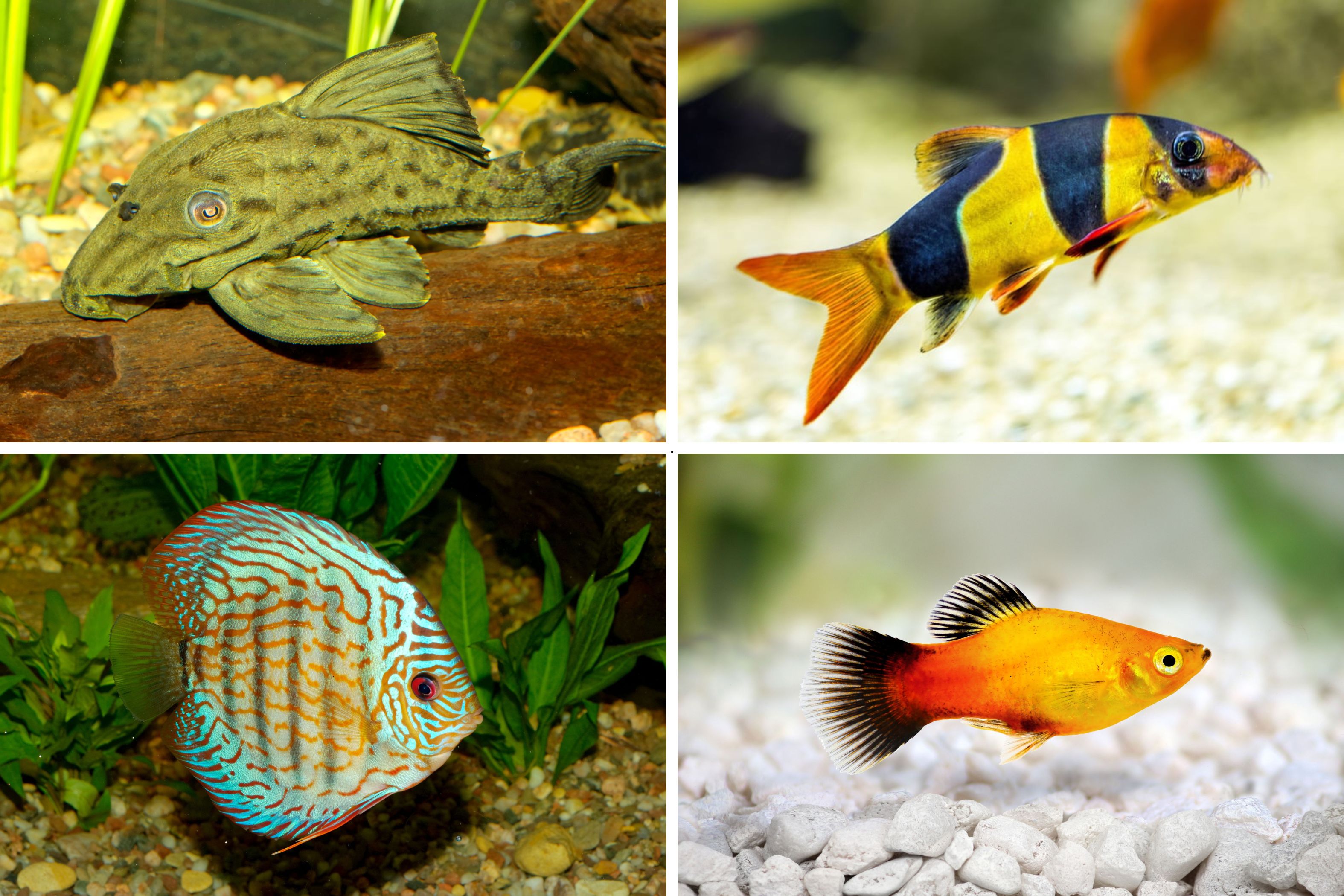 Tropical Fish Lifespans 2025: Here's how long 15 popular aquarium fish ...