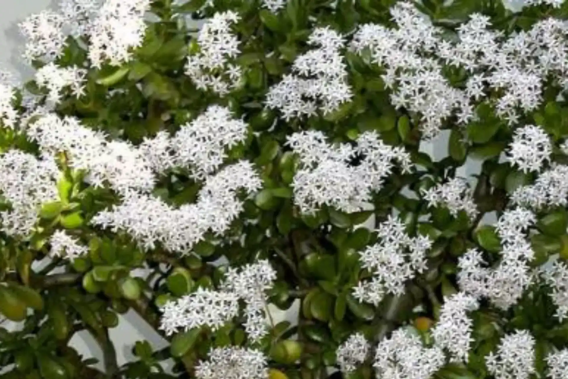 Albero di Giada in casa: Coltivazione in appartamento