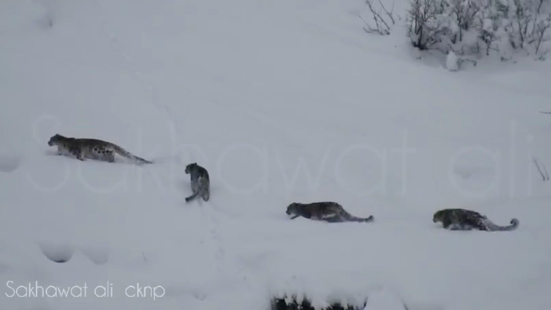 4 snow leopards spotted together on remote Pakistan mountain in rare footage